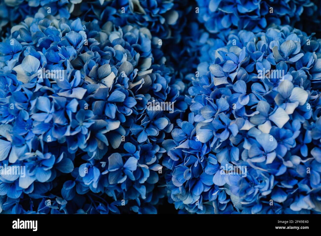 A closeup of blue hydrangeas blooming in a garden under the sunlight ...