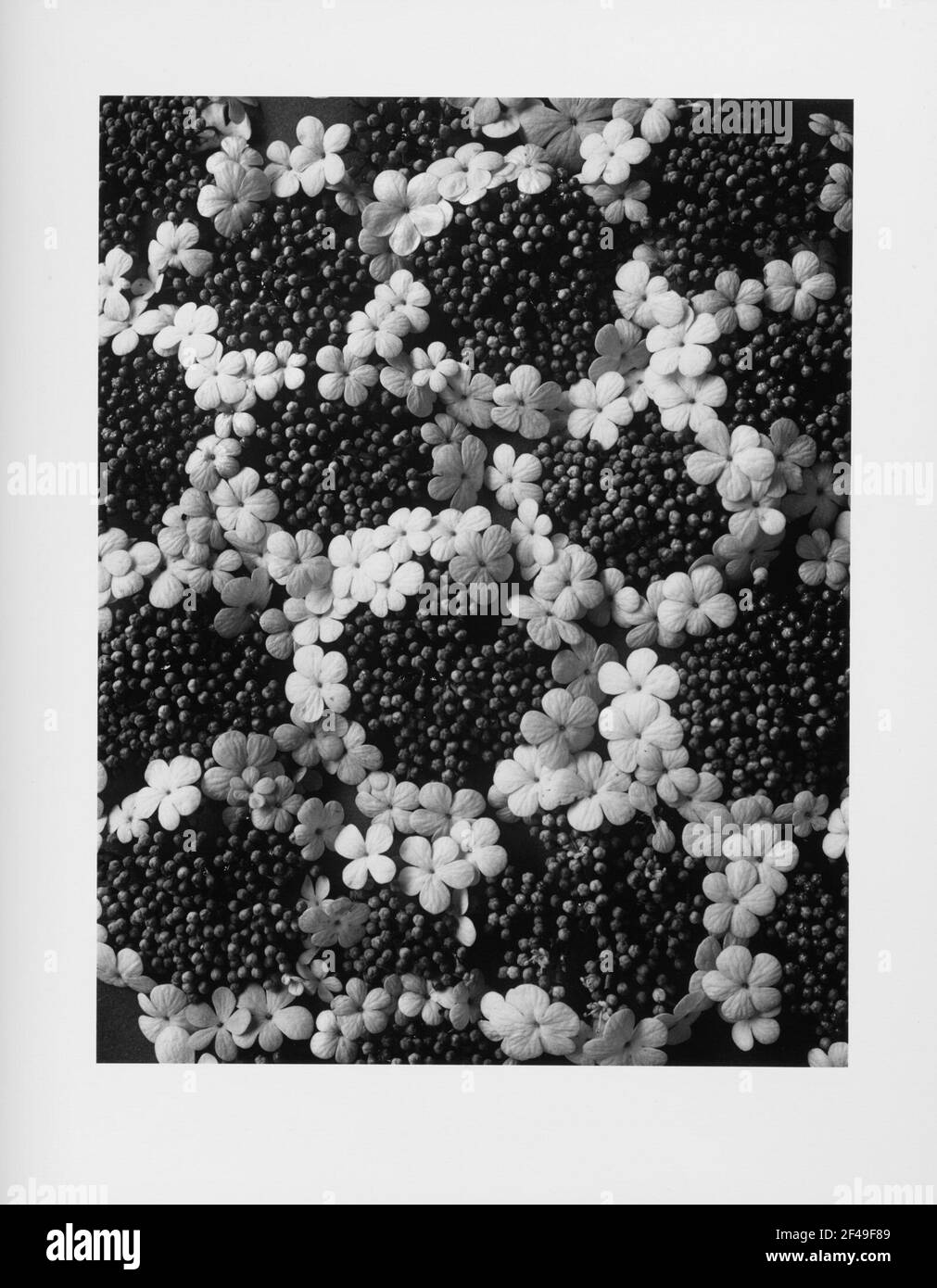 Common snowball viburnum opulus Black and White Stock Photos & Images ...