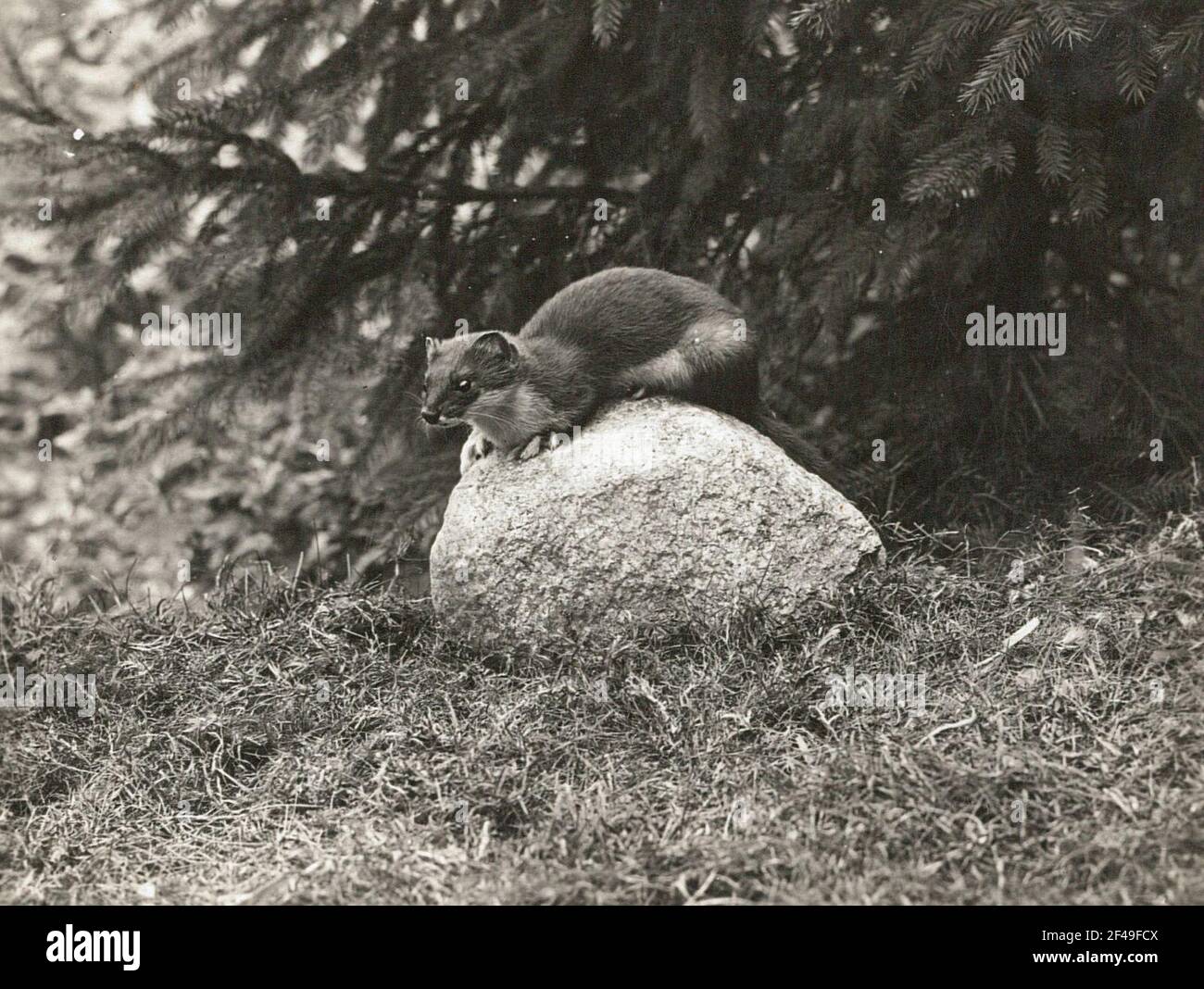 Large Weasel or Hermelin (Mustela Erminea L.) on a stone on the ground ...
