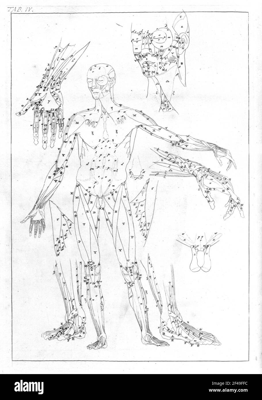 Musculator of man (frontal), with details and designation of the ...