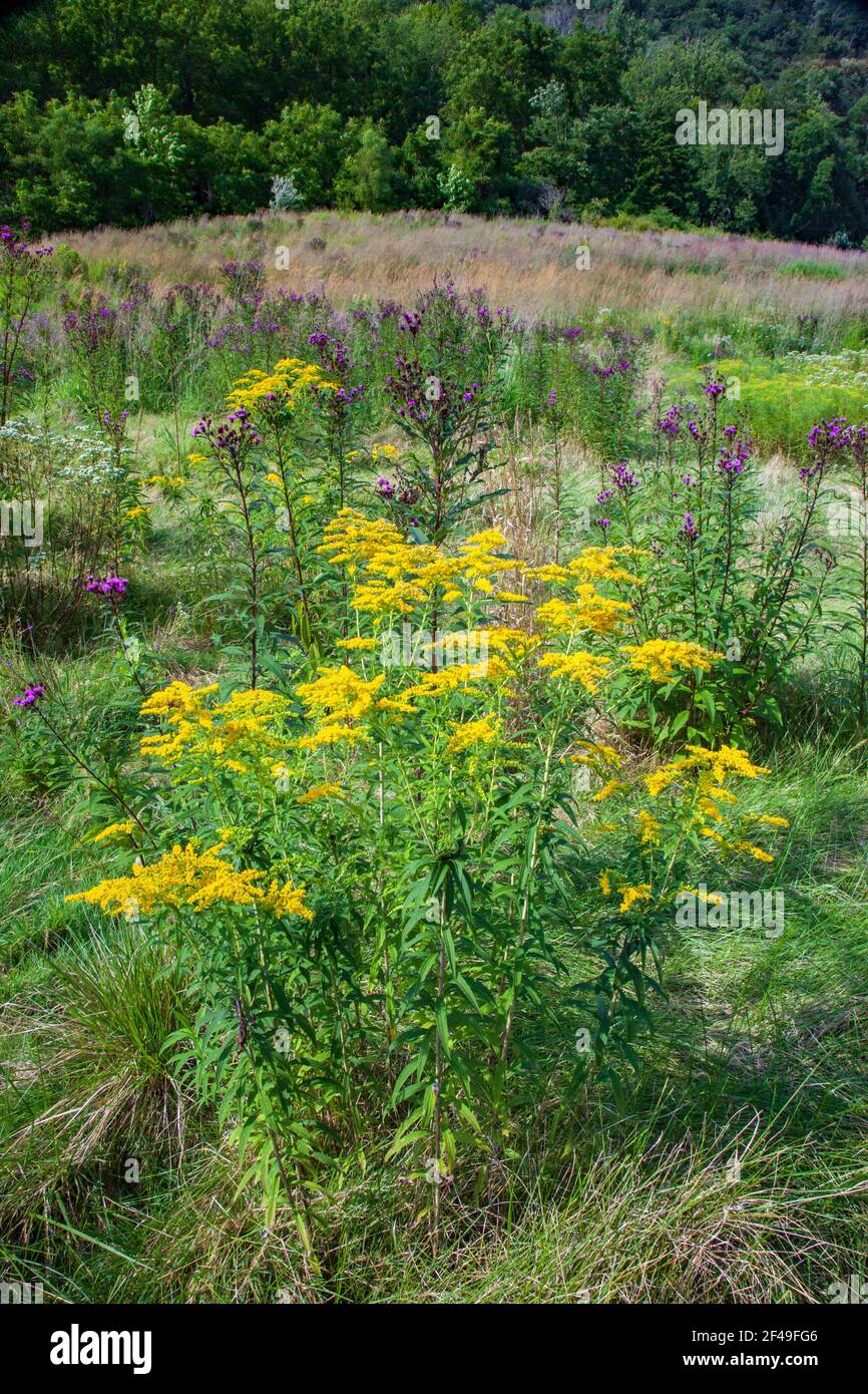 New york native plant hi-res stock photography and images - Alamy