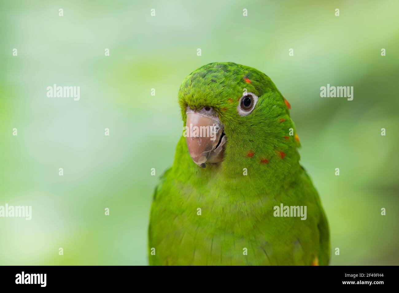 Green parrot in a rainforest in South America Stock Photo - Alamy
