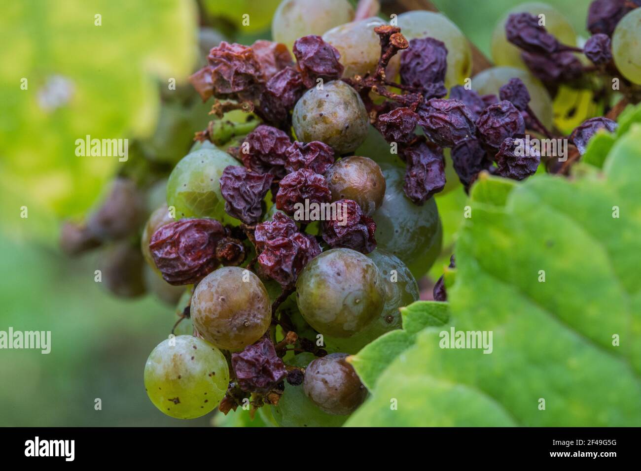 Damaged grapes hi-res stock photography and images - Alamy
