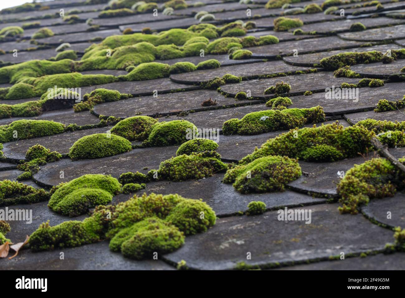 Moss on slate roof Stock Photo - Alamy