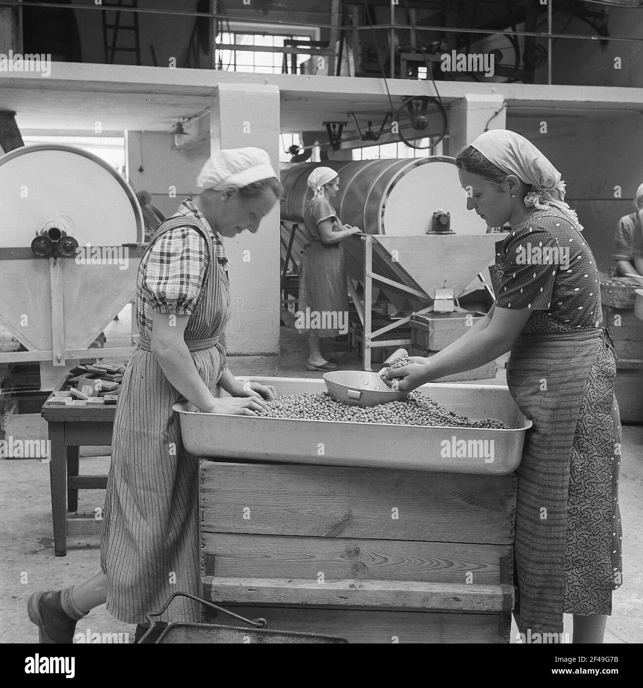 Sorting Peas High Resolution Stock Photography and Images - Alamy
