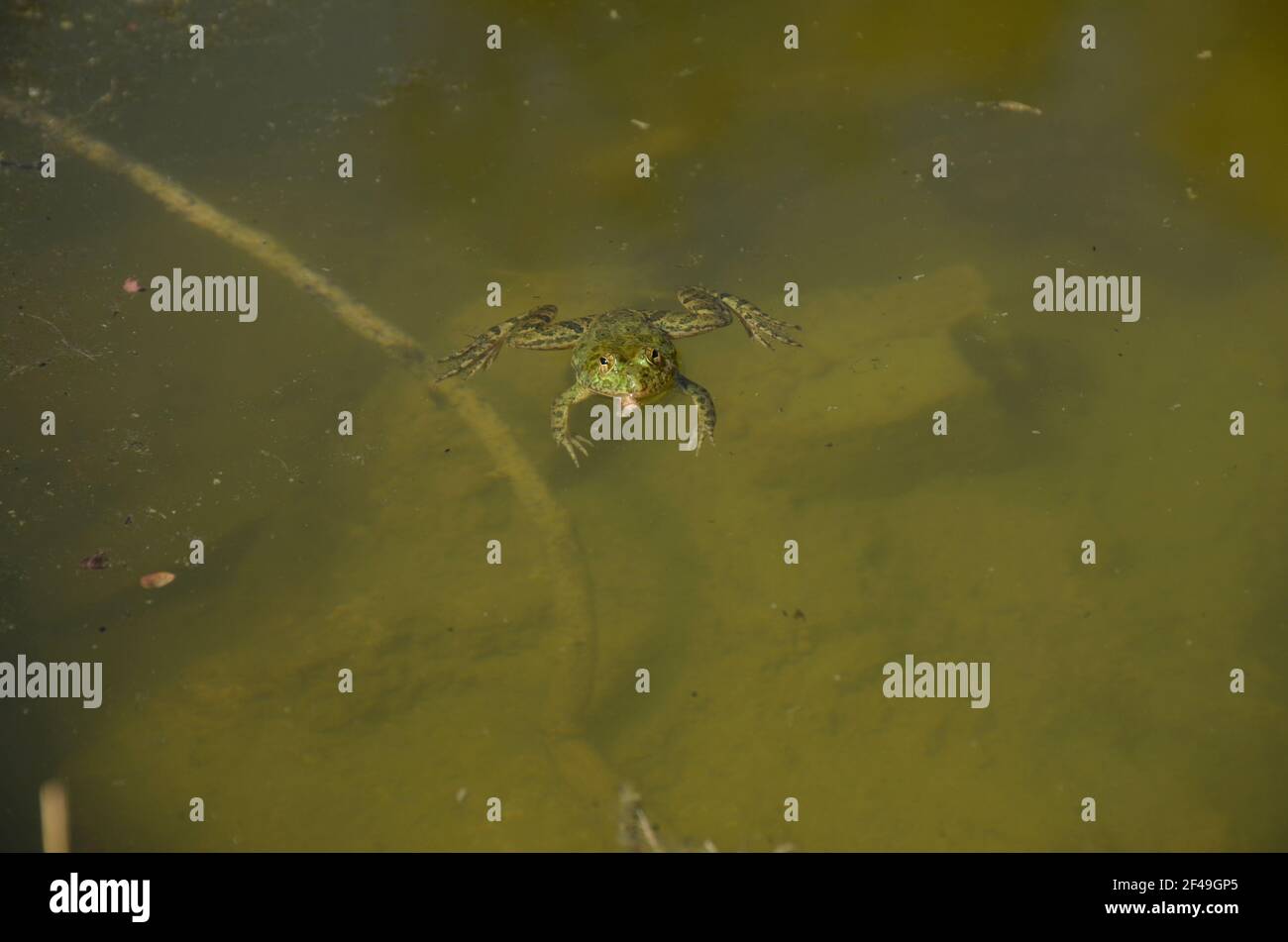 the small brown frog melt with clay in the water Stock Photo - Alamy