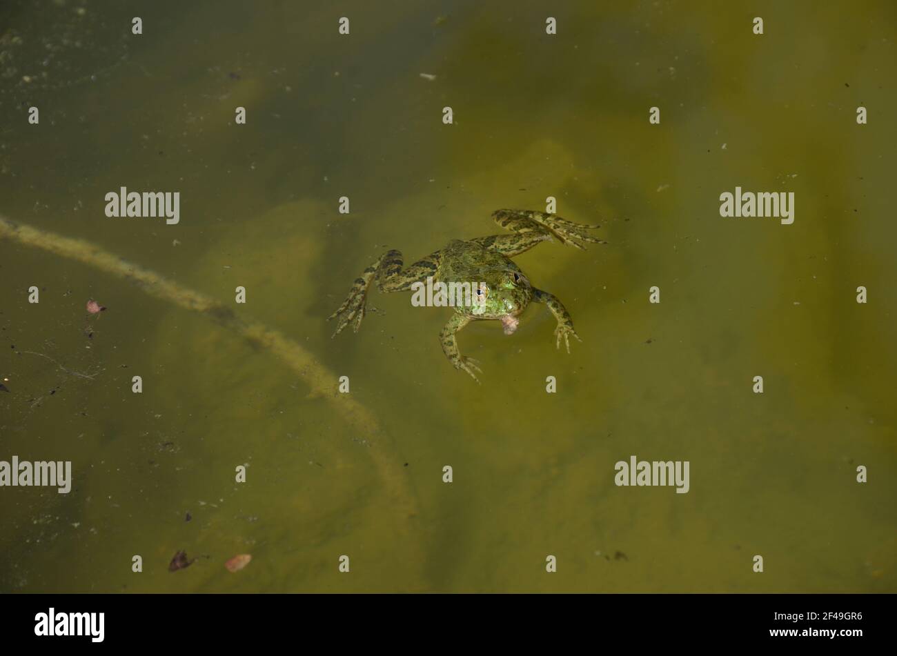 the small brown frog melt with clay in the water Stock Photo - Alamy