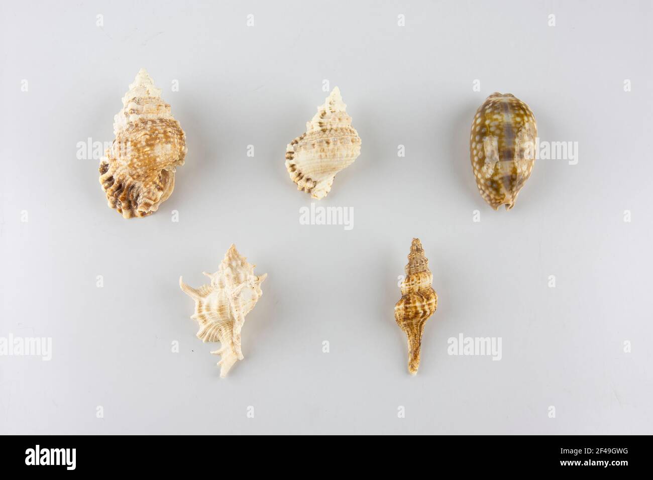 Group of seashells over white background Stock Photo - Alamy