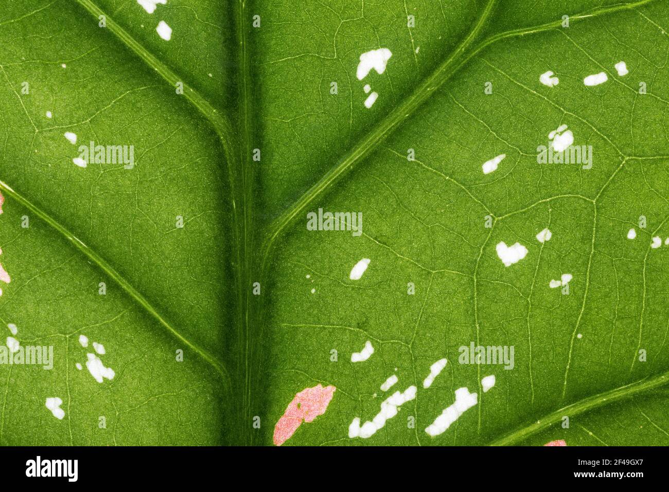 Veins structures hi-res stock photography and images - Alamy