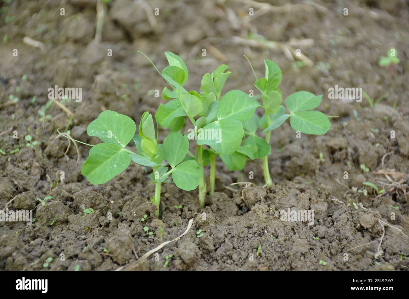 bunch the small ripe green peas plant seedlings in the garden Stock ...