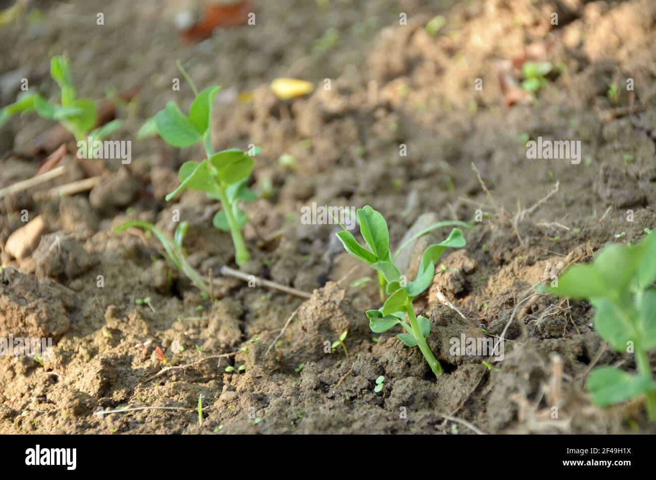 A bunch the small ripe green peas plant seedlings in the garden Stock ...
