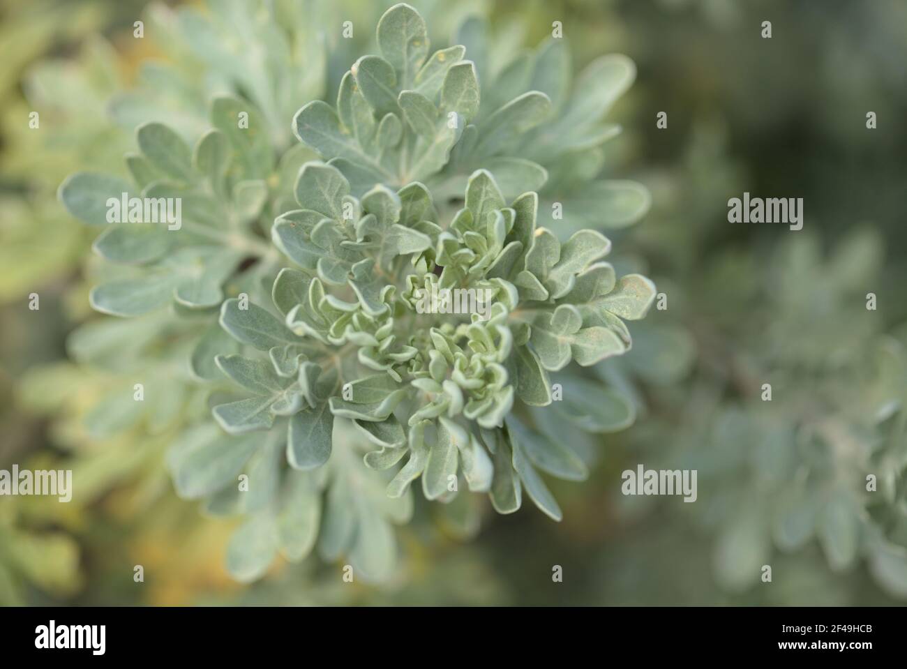 Artemisia canaria artemisia thuscula hi-res stock photography and ...