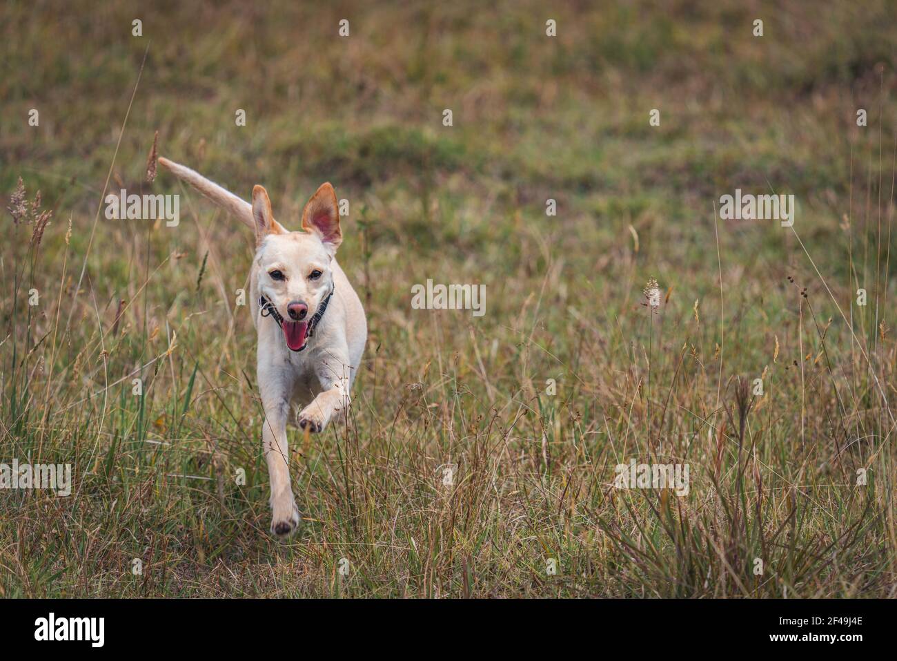 Cretan hound hi-res stock photography and images - Alamy
