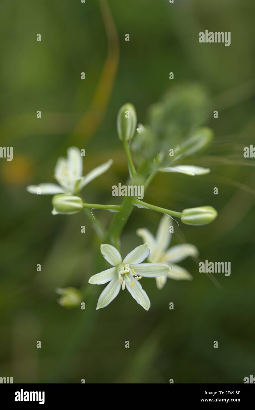 Spiked star of bethlehem hi-res stock photography and images - Alamy