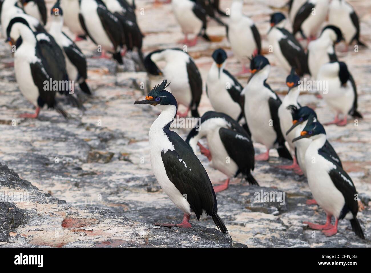 Group of Imperial Shag (Phalacrocorax atriceps albiventer) on the coast ...