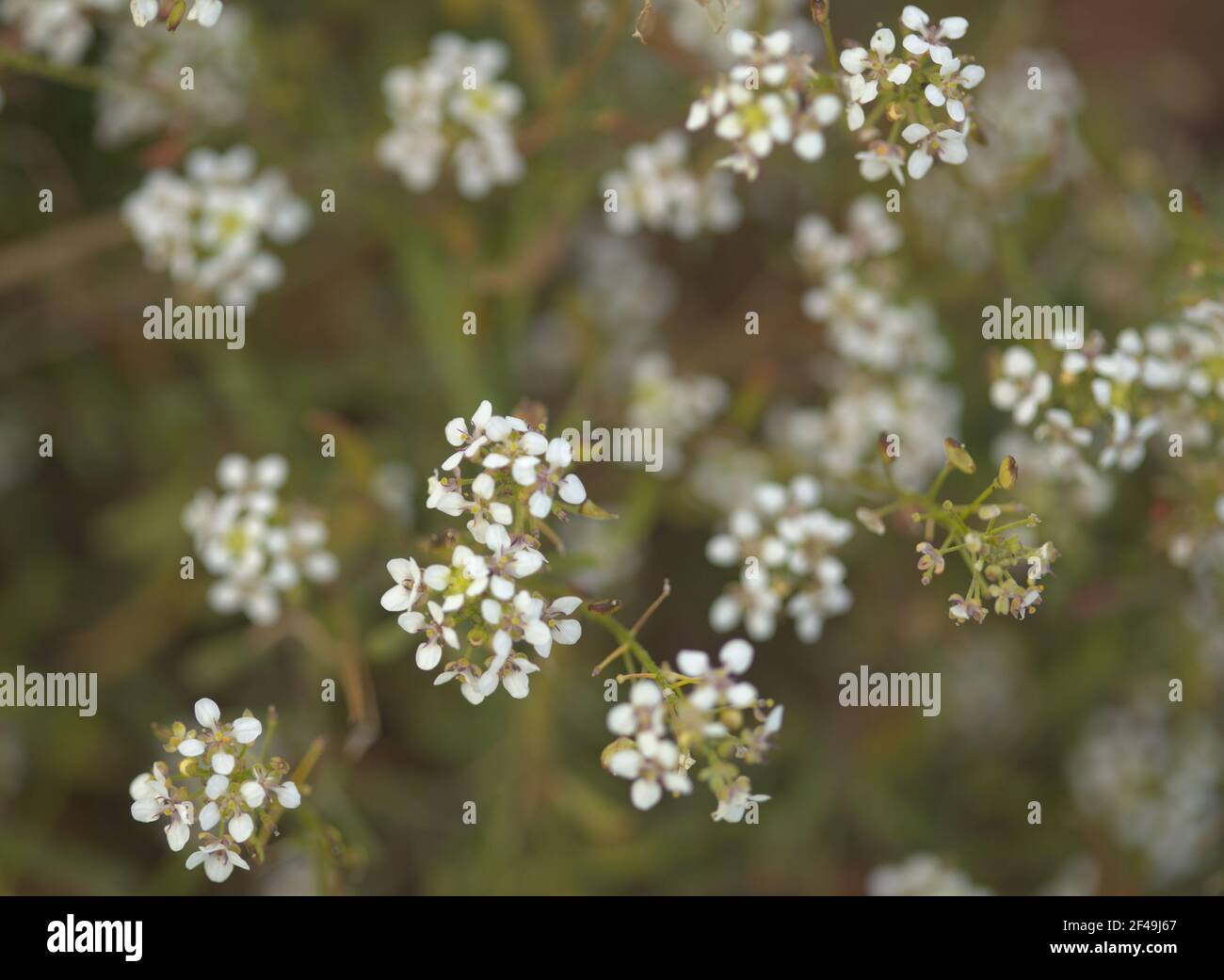 Cruciform flower plant hi-res stock photography and images - Alamy