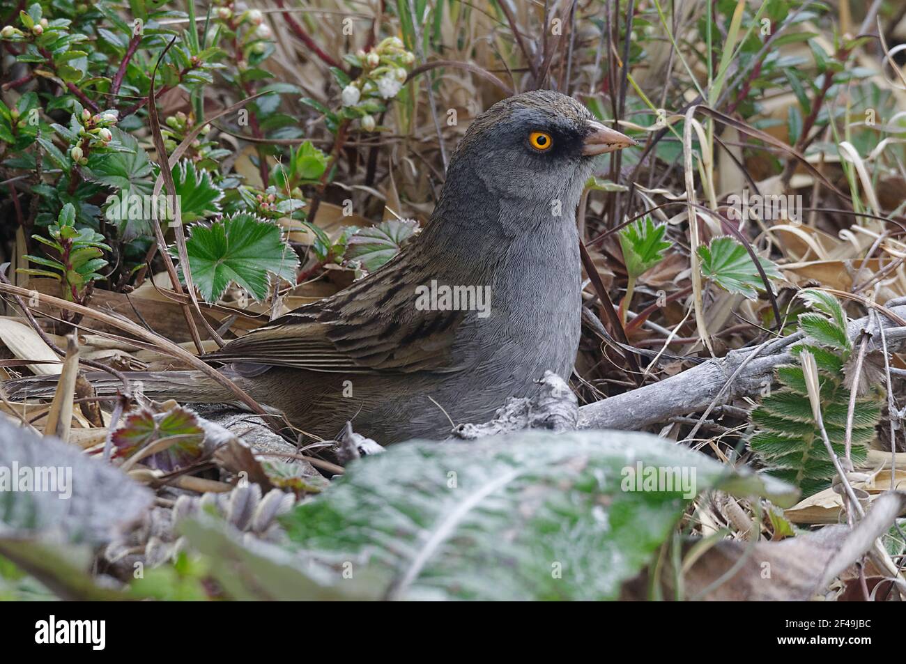 Vulcani vulcani vulcani hi-res stock photography and images - Alamy