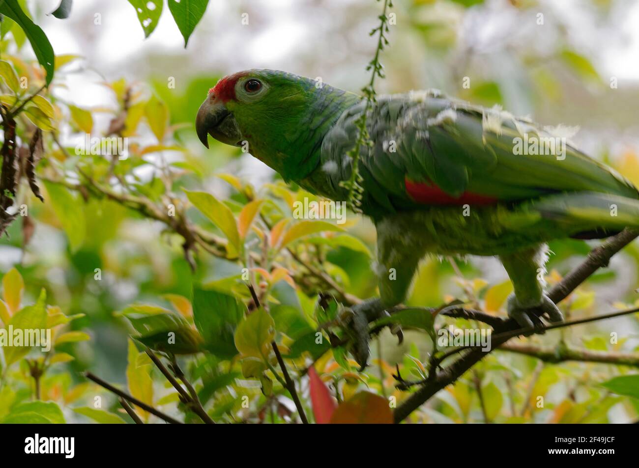 Red-lored parrot (Amazona autumnalis) at Poas Volcano National Park ...