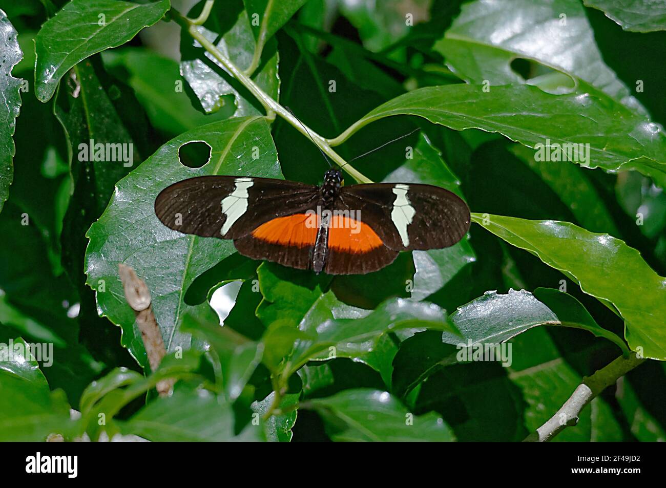 False Postman (Heliconius clysonymus) at Monteverde Cloud Forest Reserve - Costa Rica Stock ...