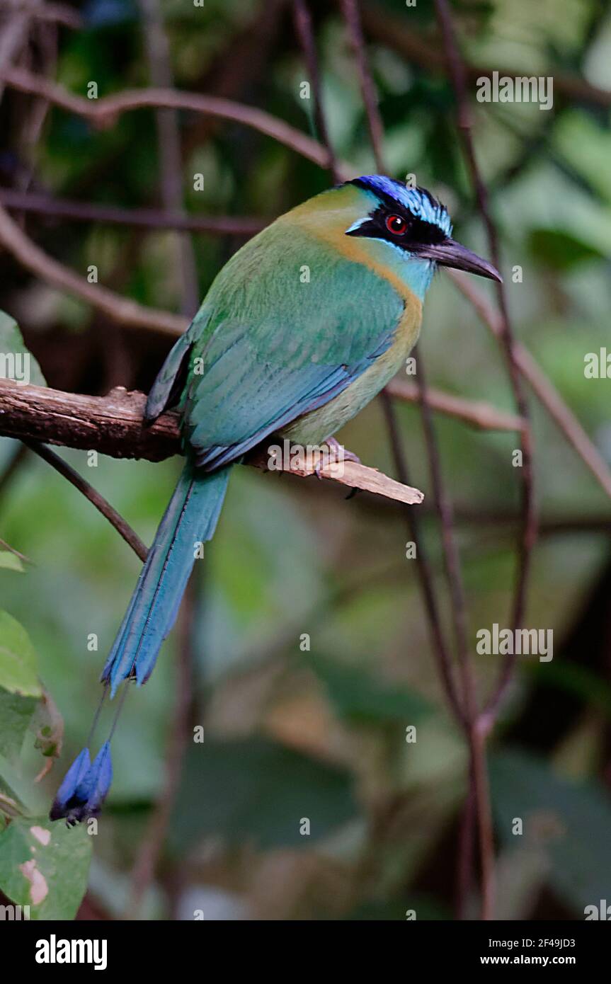 Blue-crowned Motmot (Momotus momota) at Monteverde Cloud Forest Reserve ...