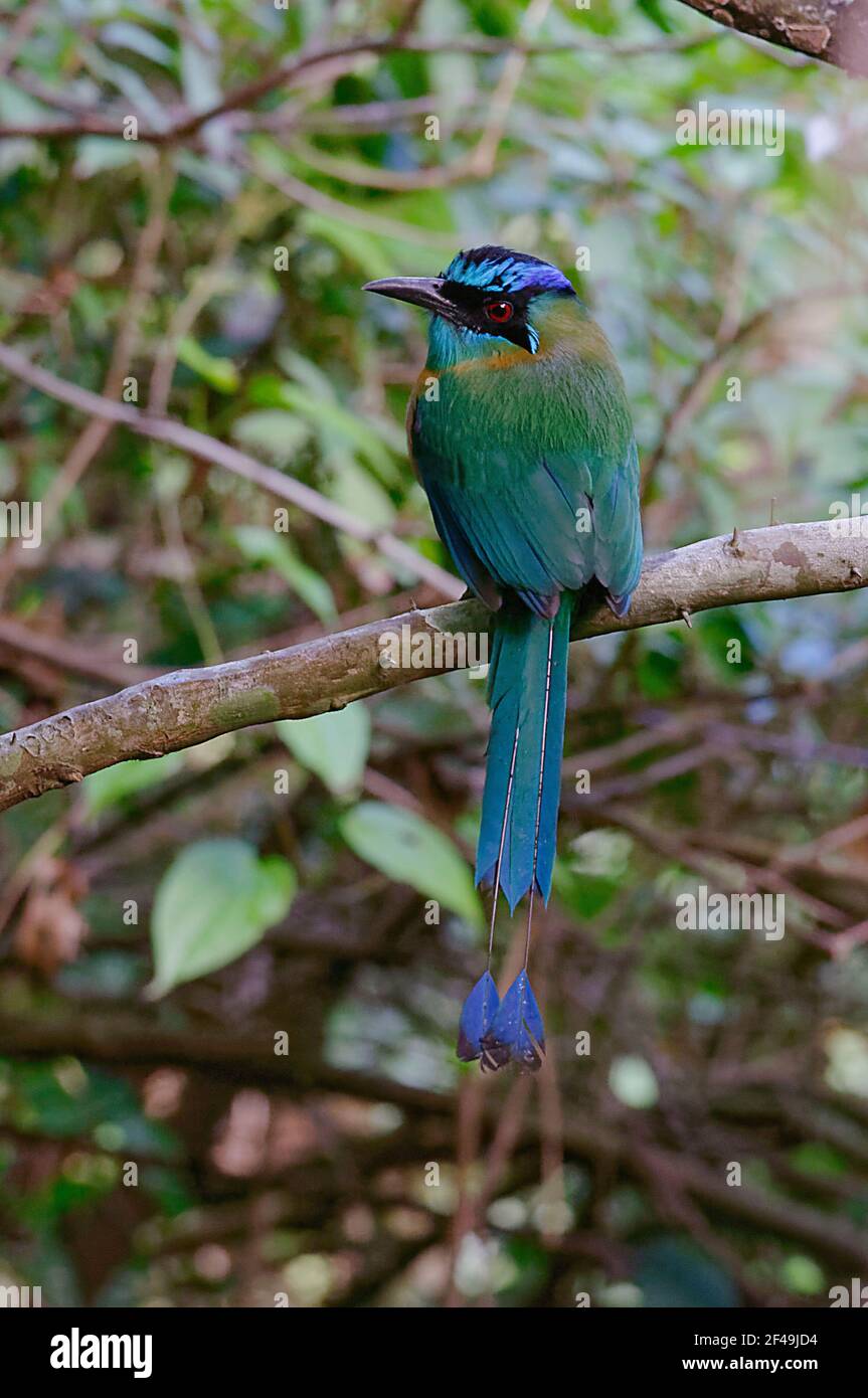 Blue-crowned Motmot (Momotus momota) at Monteverde Cloud Forest Reserve ...