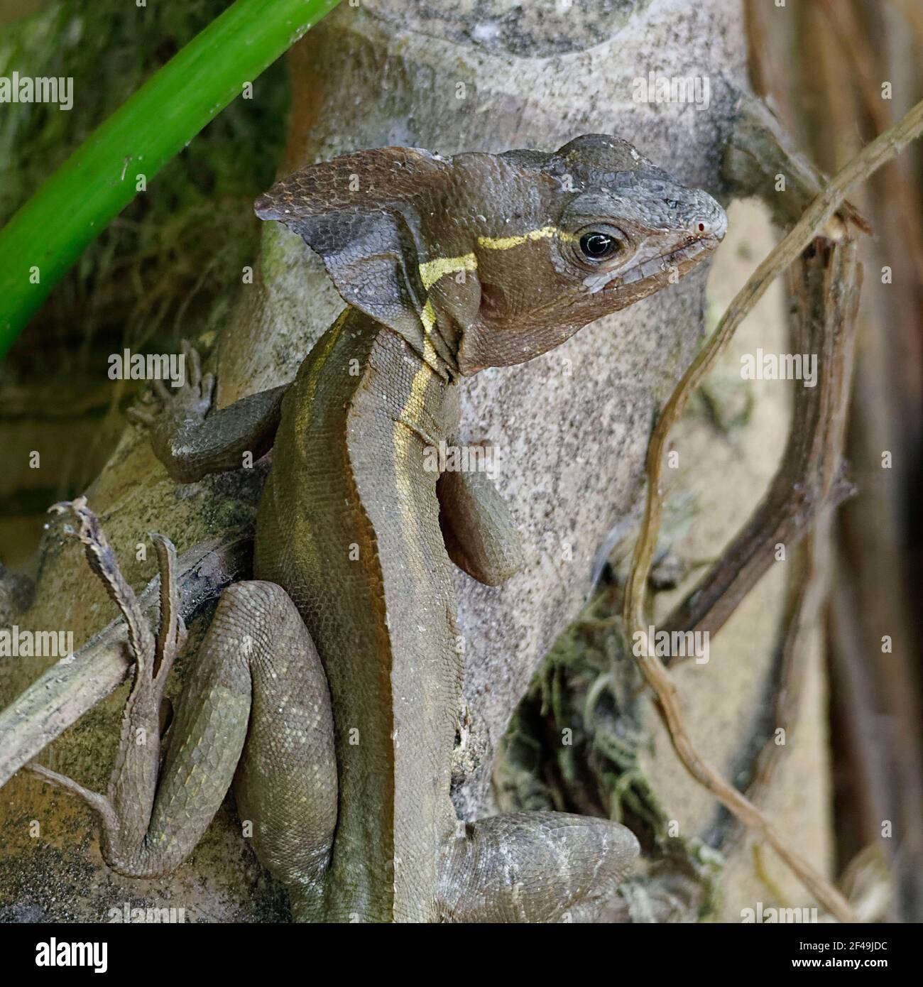 Jesus Christ Lizard (Basiliscus basiliscus) at Manuel Antonio Park ...