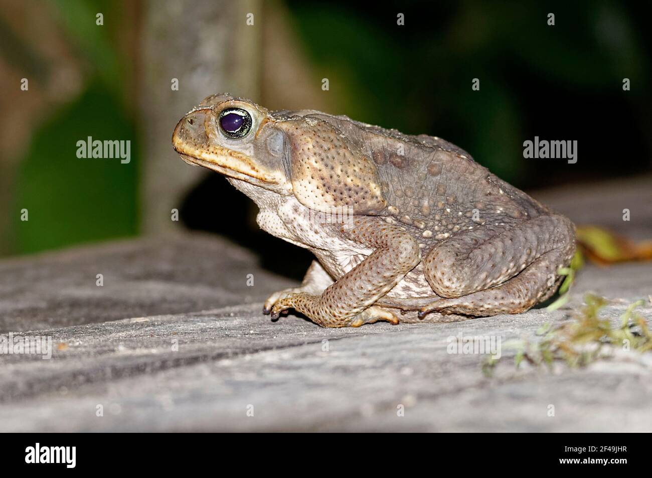 Cane toad (Bufo marinus) in Carara National Park, Costa Rica Stock ...