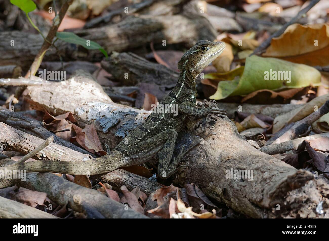 Lizard in Carara National Park, Costa Rica Stock Photo - Alamy