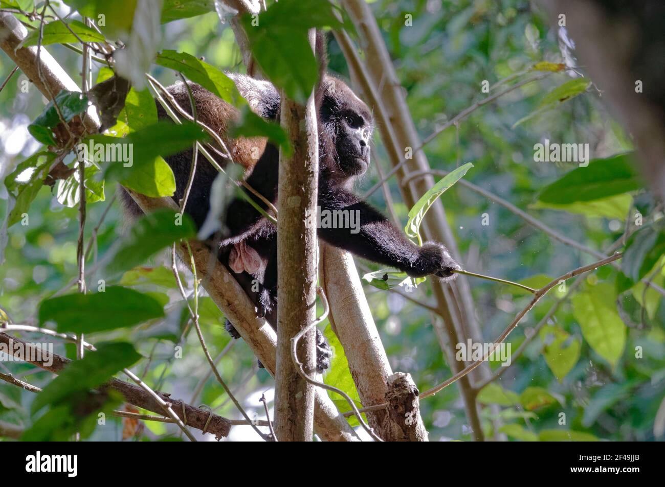 Mantled Howler Monkey (Alouatta palliata) at Manuel Antonio Park ...