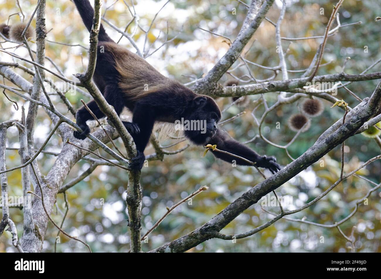 Mantled Howler Monkey (Alouatta palliata) at Manuel Antonio Park ...