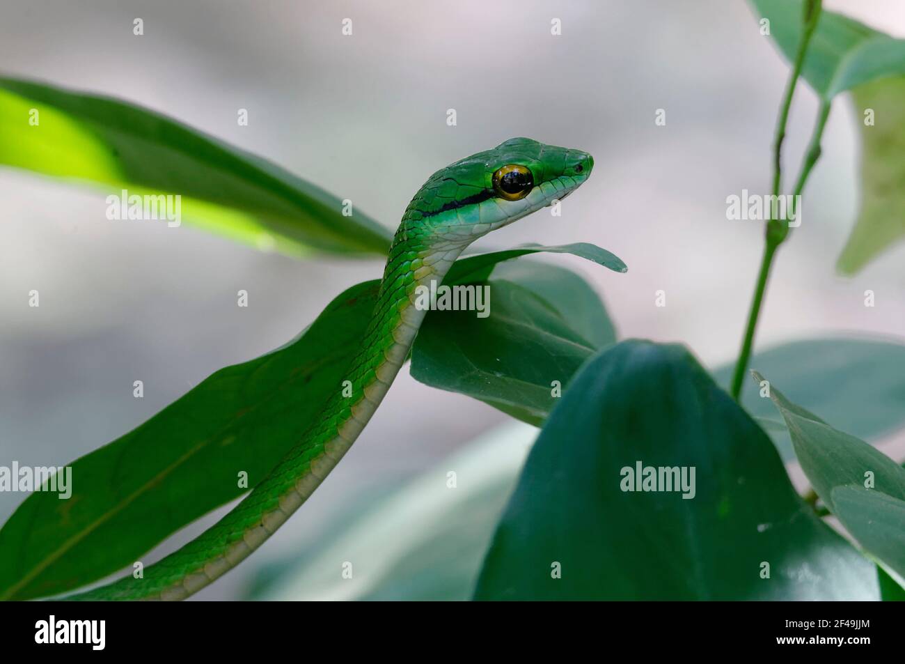 Parrot snake hi-res stock photography and images - Alamy