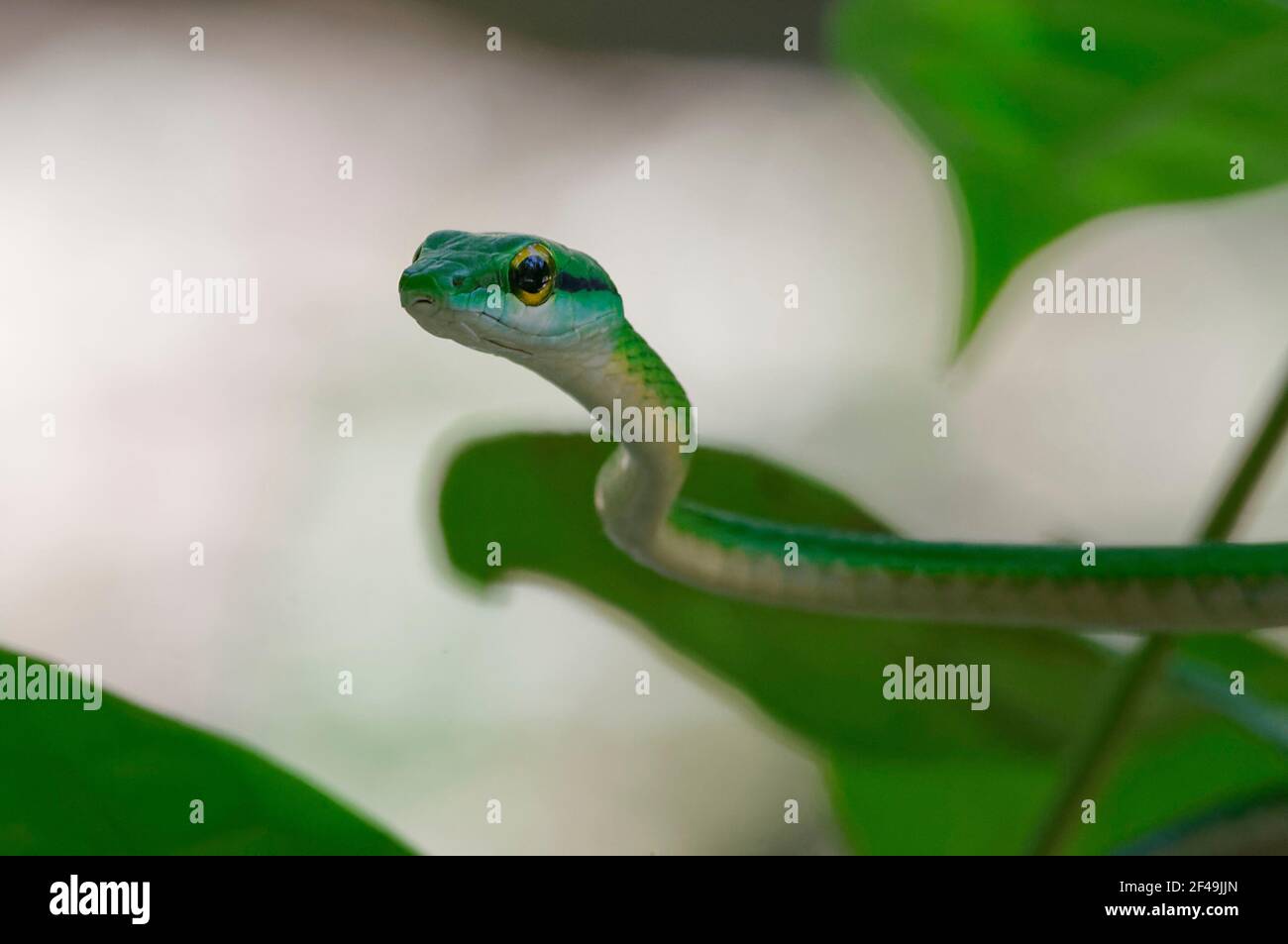 Satiny Parrot Snake (Leptophis depressirostris) at Carara National Park ...
