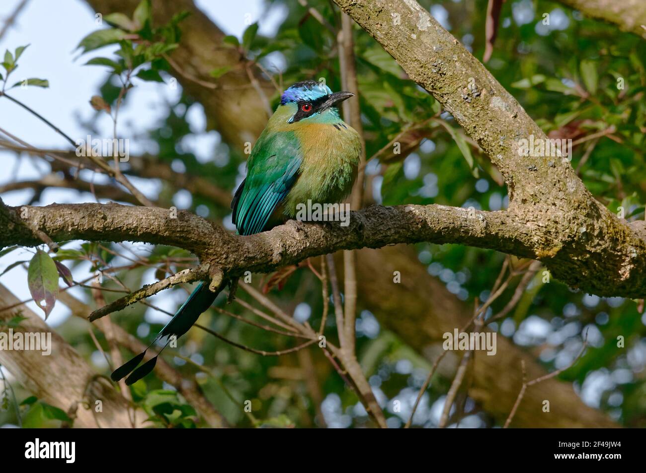 Blue-crowned Motmot (Momotus momota) at Monteverde Cloud Forest Reserve ...