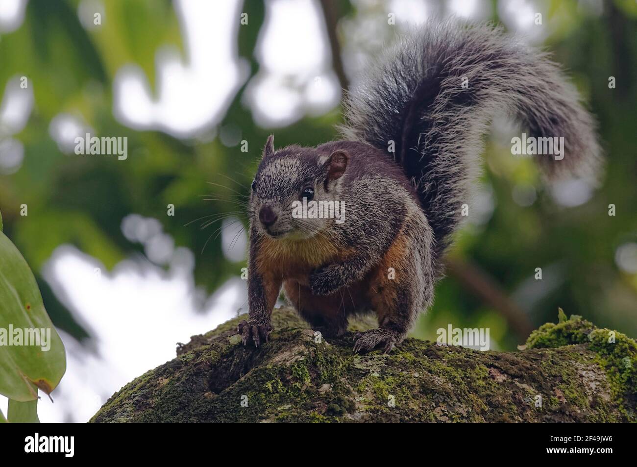 Variegated Squirrel (Sciurus variegatoides) at Tenorio Volcano National ...