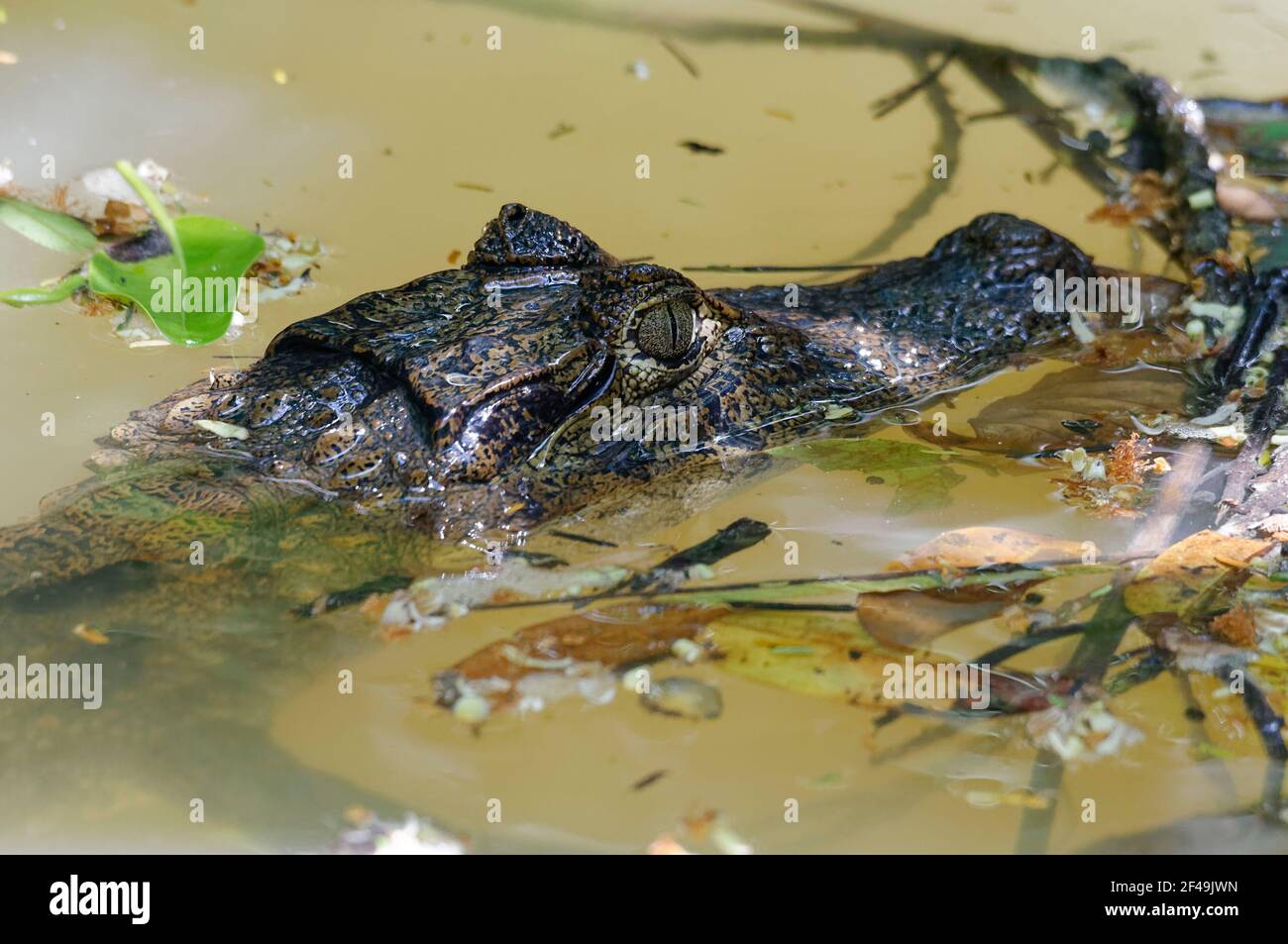 Spectacles caiman (Caiman crocodilus) in Tortuguero National Park ...