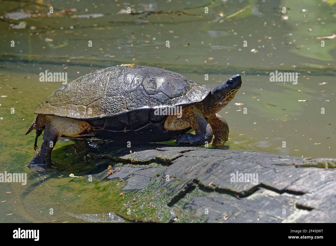 Black river turtle (Rhinoclemnys funerea) in Tortuguero National Park ...