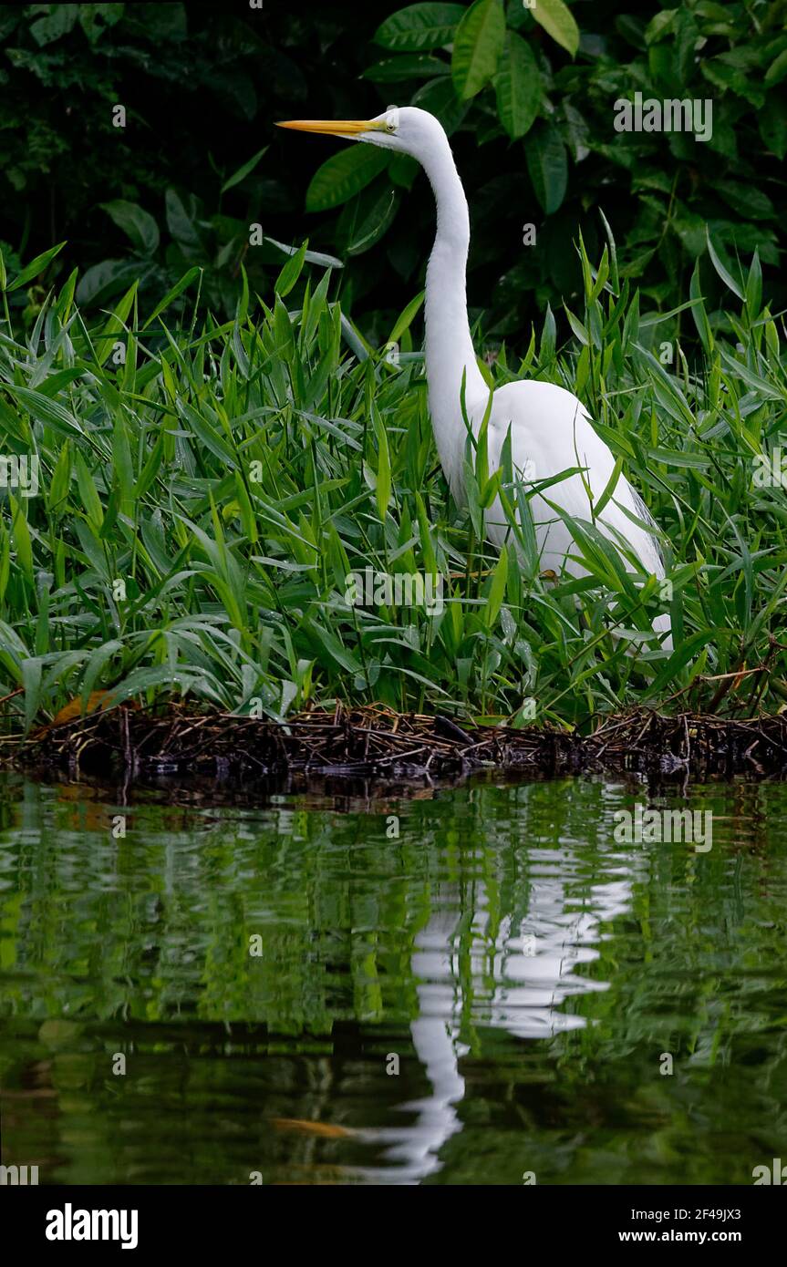 Great egret (Ardea alba) in Tortuguero National Park, Costa Rica Stock ...