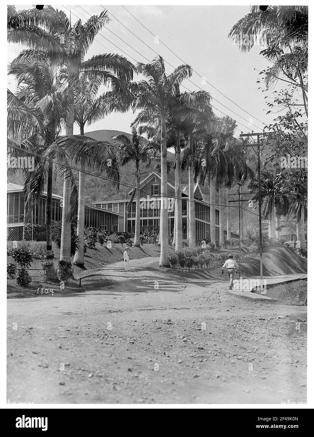 Saint Thomas (Virgin Islands). View of one of palm trees lined Stock ...