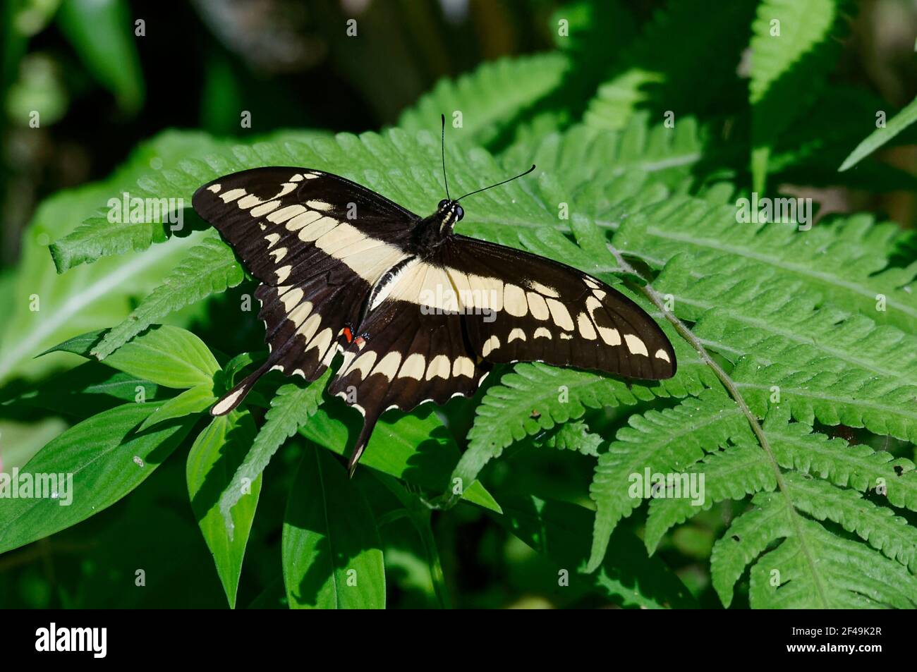 Thoas Swallowtail (Pupilio thoas) on a leaf, Costa Rica Stock Photo - Alamy