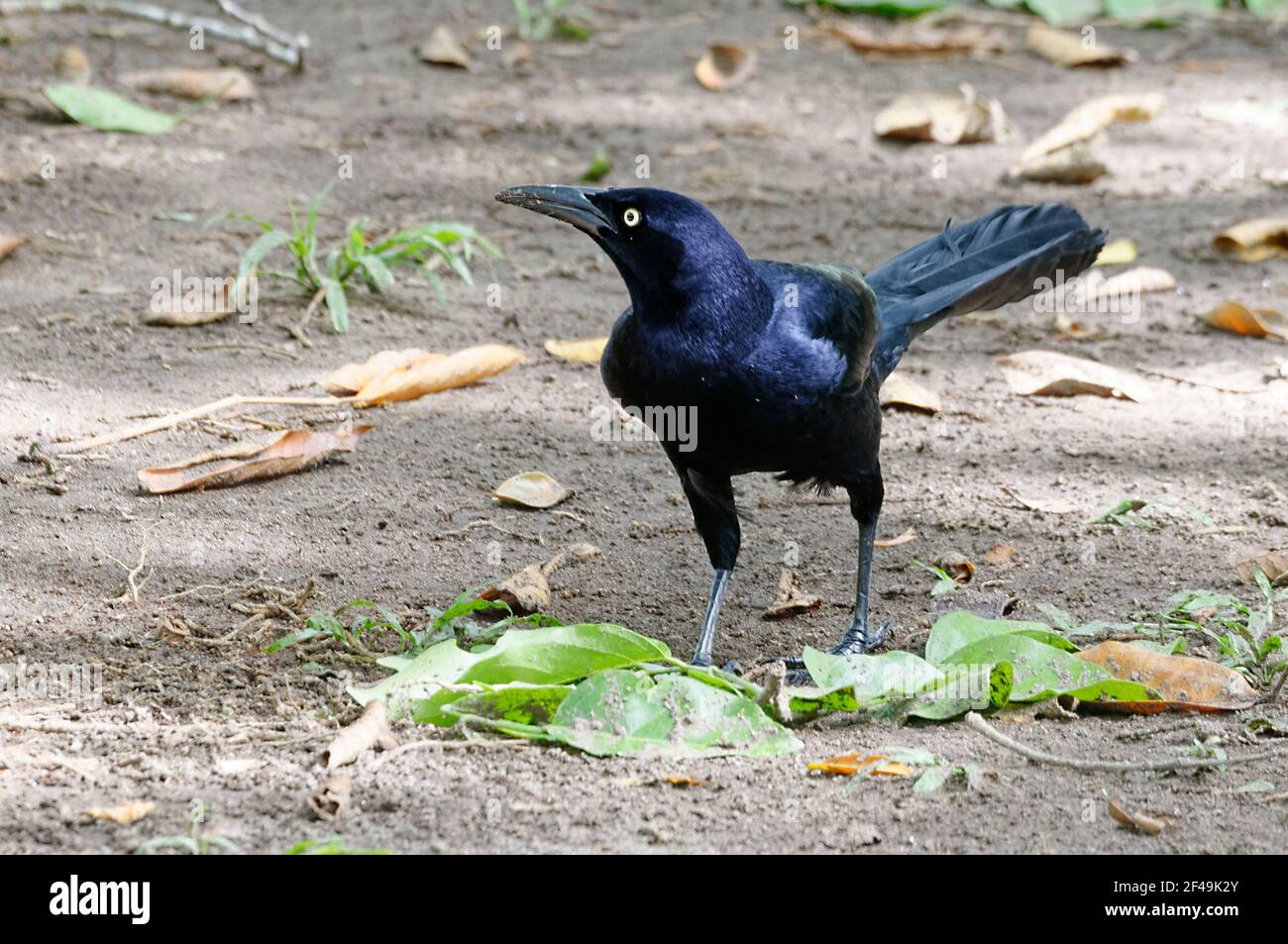 Great-tailed grackle (Quiscalus mexicanus) in Tortuguero National Park ...