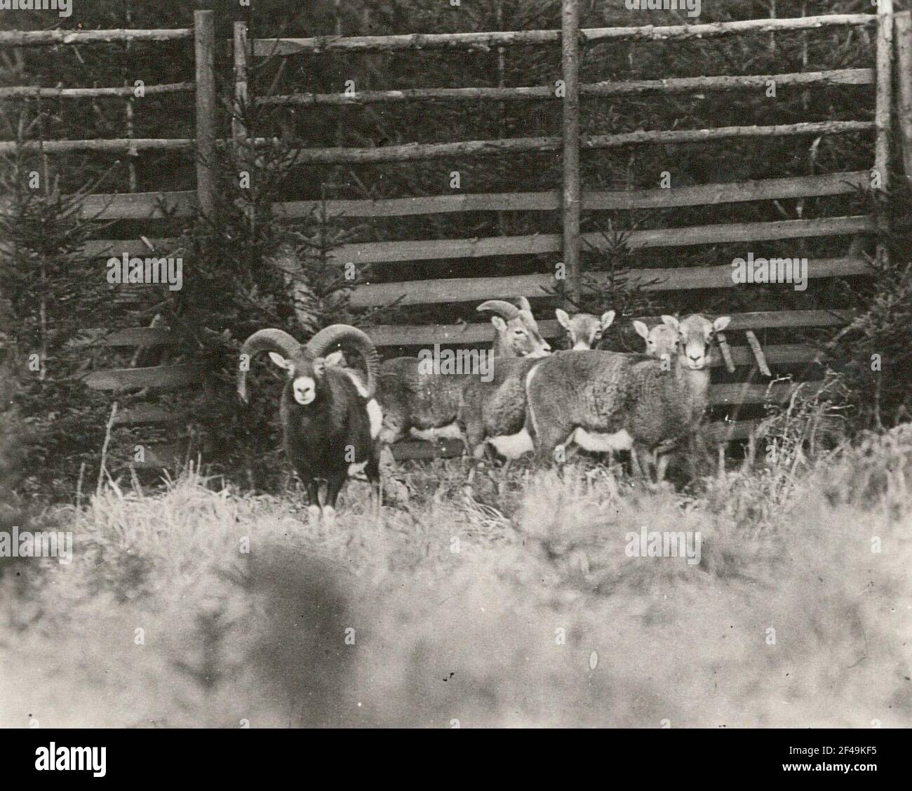 Muflon hi-res stock photography and images - Alamy