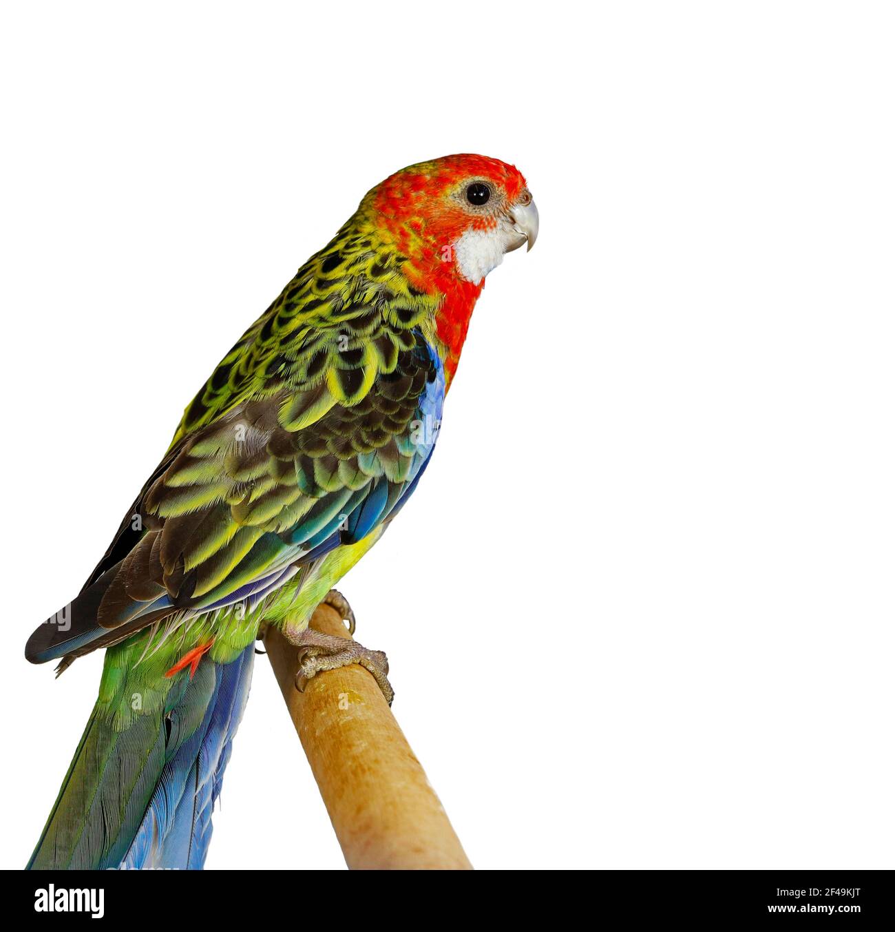An Eastern Rosella (Platycercus eximius) standing on a perch. Isolated ...