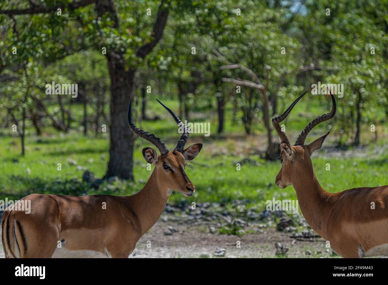 Close up from two beautiful black faced impala at the forest at the ...