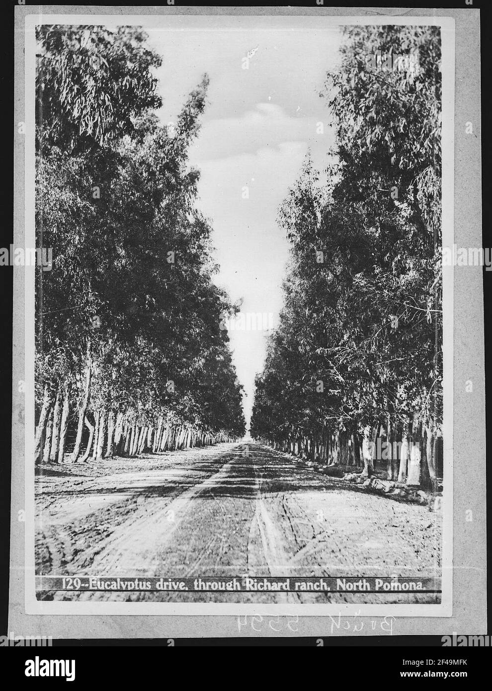 Pomona. Eucalyptus Drive through Richard Ranch, North Pomona, Cal Stock ...