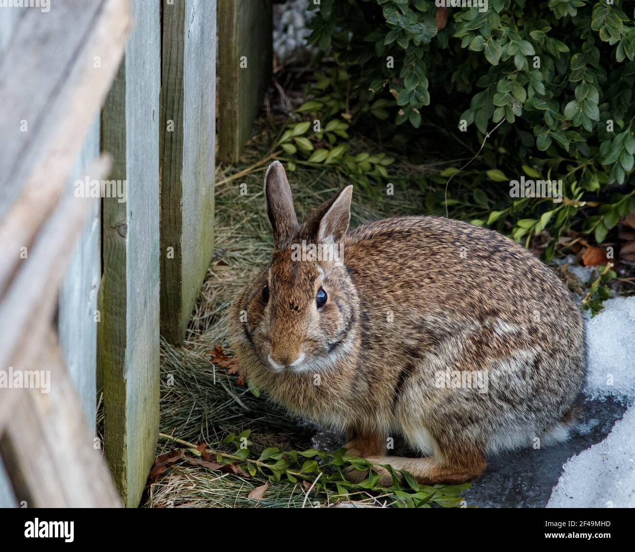 Rabbit bush hi-res stock photography and images - Alamy
