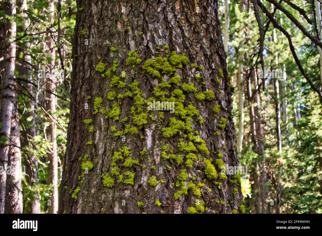 A low angle shot of moss on a tree trunk Stock Photo - Alamy