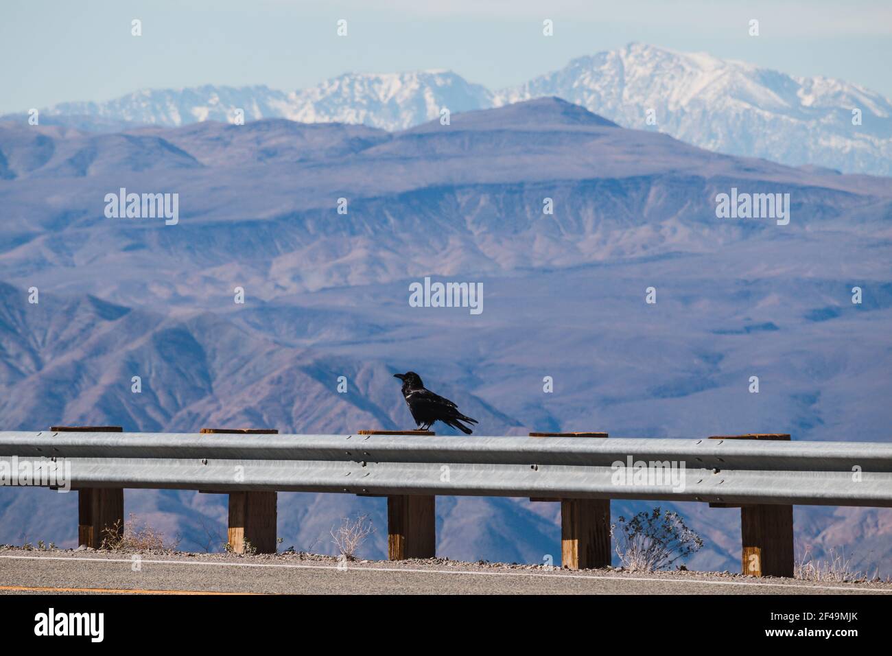A raven perched on a railing in front of tall mountains in Death Valley ...