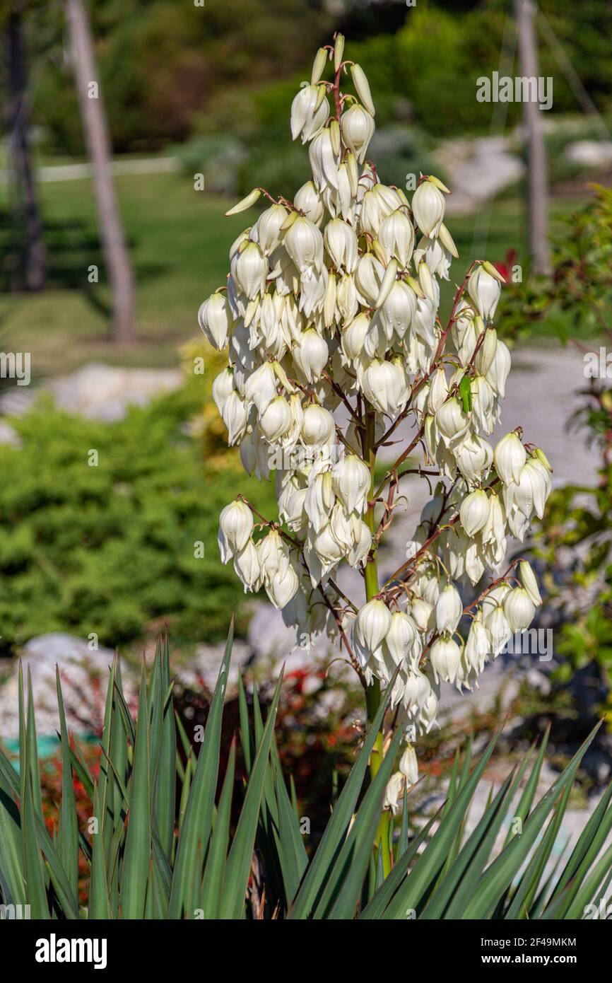 Yucca Tree With White Flowers at Richard Prudhomme blog