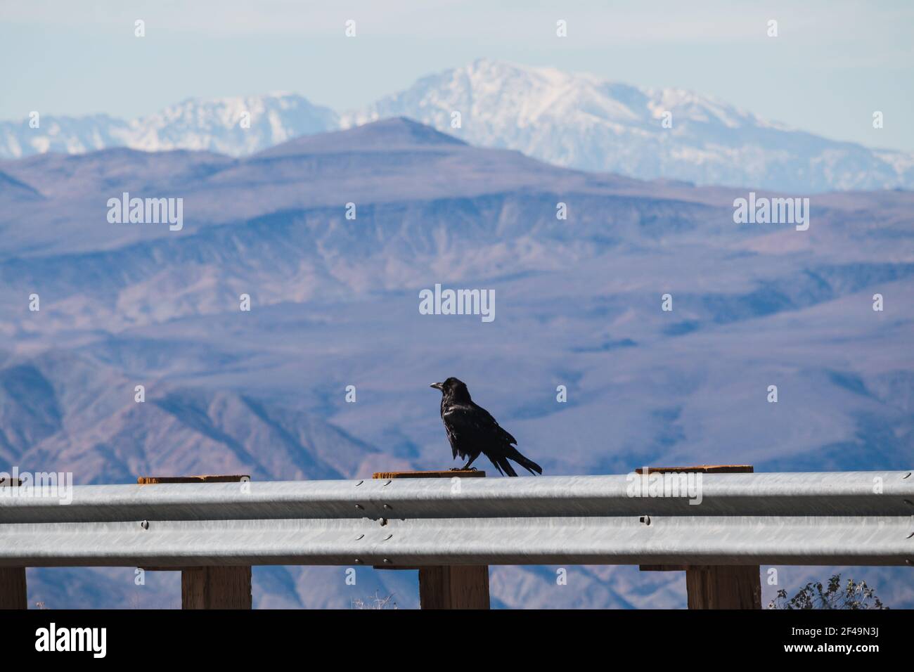 Desert raven california hi-res stock photography and images - Alamy