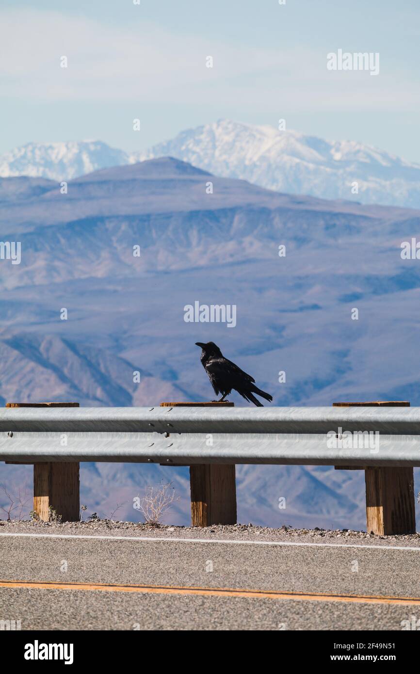 A raven perched on a railing in front of tall mountains in Death Valley ...